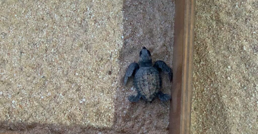 Sea Turtle Release in Cabo | Sea Turtles Release | At Los Cabos